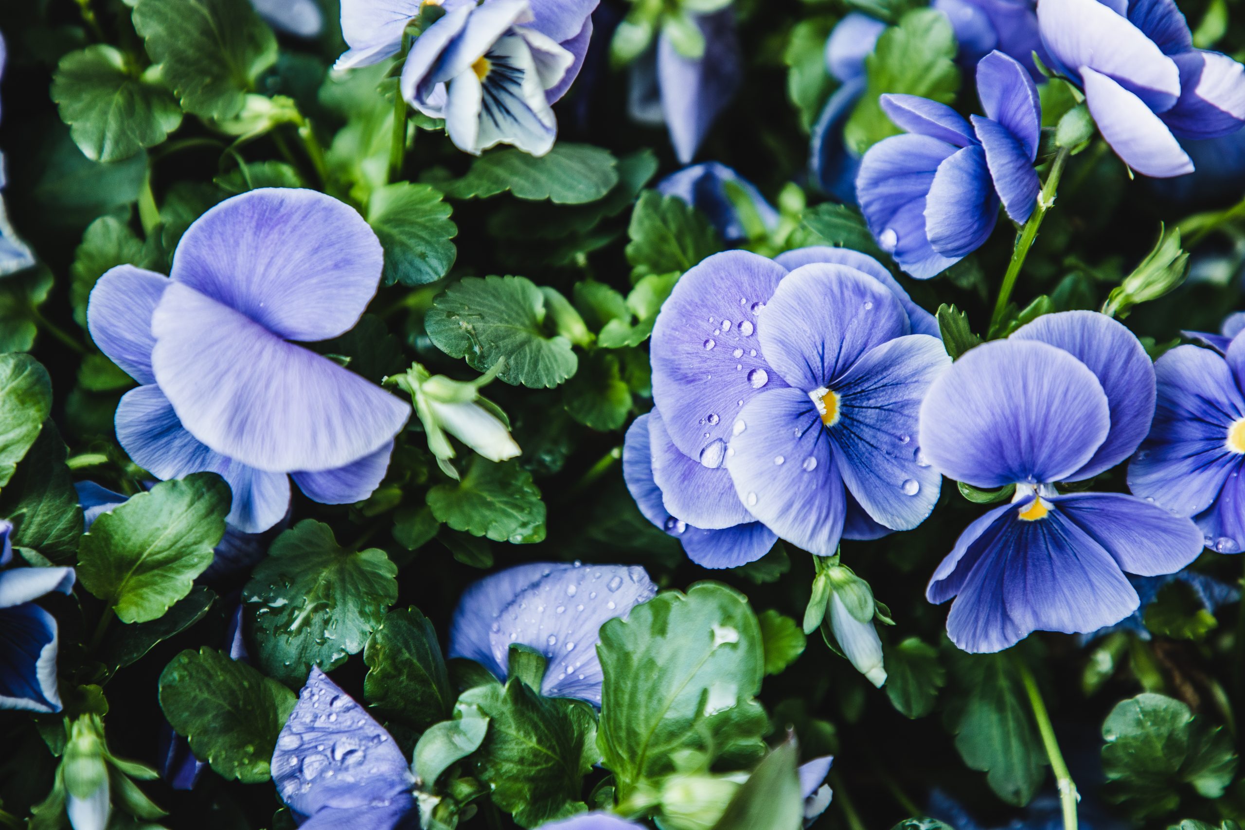 December flowers store
